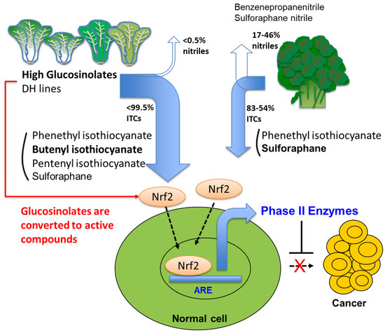 Influence of Genotype on High Glucosinolate Synthesis Lines of Brassica ...