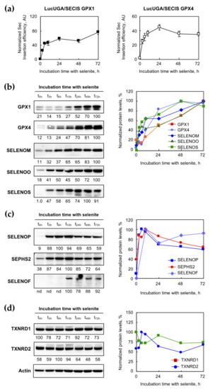 Selenoproteome Expression Studied by Non-Radioactive Isotopic Selenium ...
