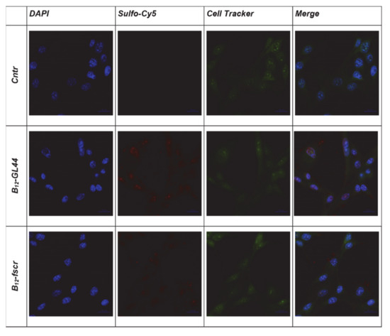 Tumor Cell-Specific 2′-Fluoro RNA Aptamer Conjugated with Closo ...