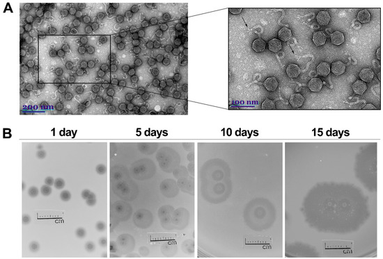 Pantoea Bacteriophage vB_PagS_MED16—A Siphovirus Containing a 2′-Deoxy ...