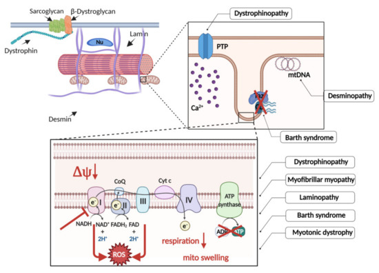 Skeletal Muscle Mitochondria Dysfunction in Genetic Neuromuscular ...