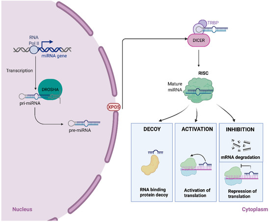 IJMS | Free Full-Text | Epigenetic Regulation of microRNAs in Cancer ...