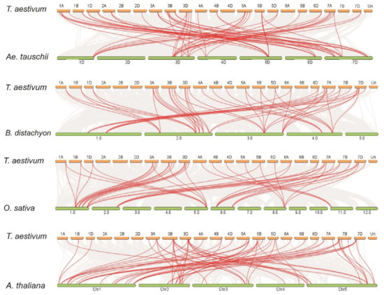 Genome-Wide Identification and Characterization of PIN-FORMED (PIN ...