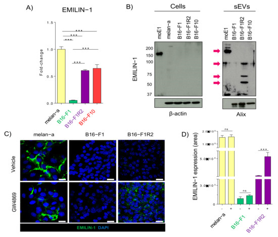 Inactivation of EMILIN-1 by Proteolysis and Secretion in Small ...