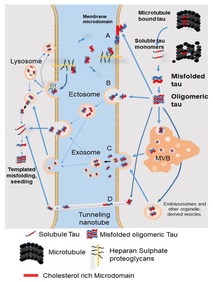 Autophagy and Tau Protein
