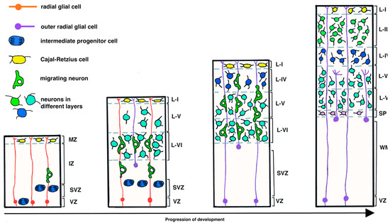 Mercury Toxicity and Neurogenesis in the Mammalian Brain