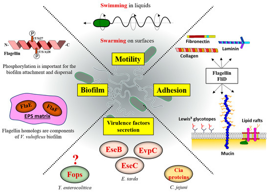 Bacterial Flagellar Filament: A Supramolecular Multifunctional Nanostructure