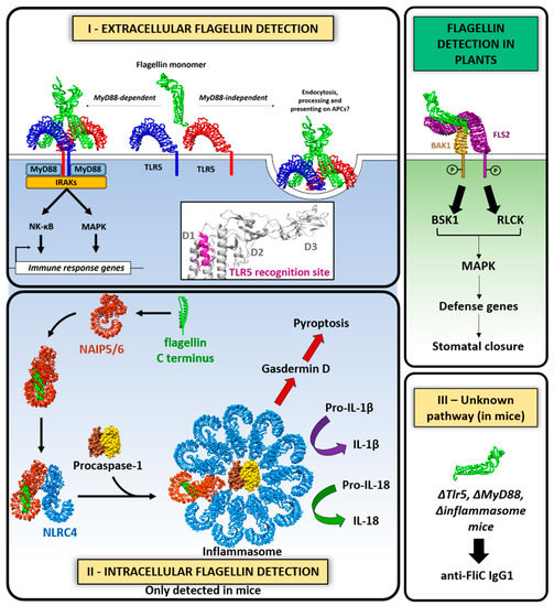 Bacterial Flagellar Filament: A Supramolecular Multifunctional Nanostructure