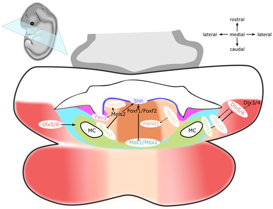 The Mandibular and Hyoid Arches—From Molecular Patterning to Shaping ...