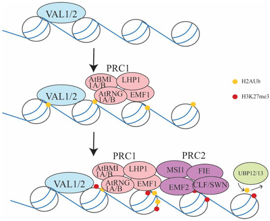 IJMS | Free Full-Text | Post-Embryonic Phase Transitions Mediated by ...