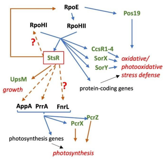 A Complex Network of Sigma Factors and sRNA StsR Regulates Stress ...