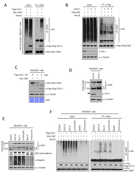 Cullin 1 (CUL1) Promotes Primary Ciliogenesis through the Induction of ...