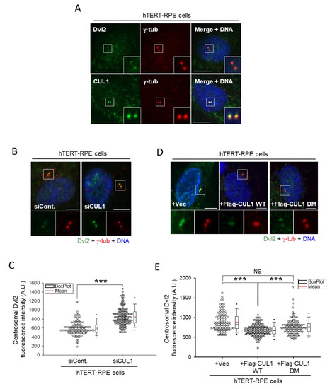 Cullin 1 (CUL1) Promotes Primary Ciliogenesis through the Induction of ...