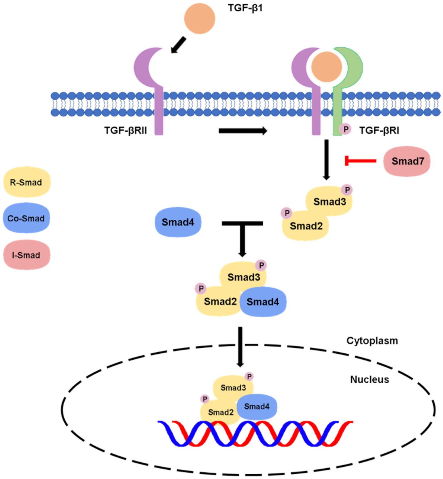 Ijms Free Full Text Tgf β Signaling From Tissue Fibrosis To Tumor