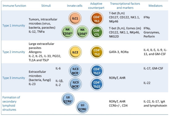 IJMS | Free Full-Text | Innate Lymphoid Cells in Intestinal Homeostasis ...