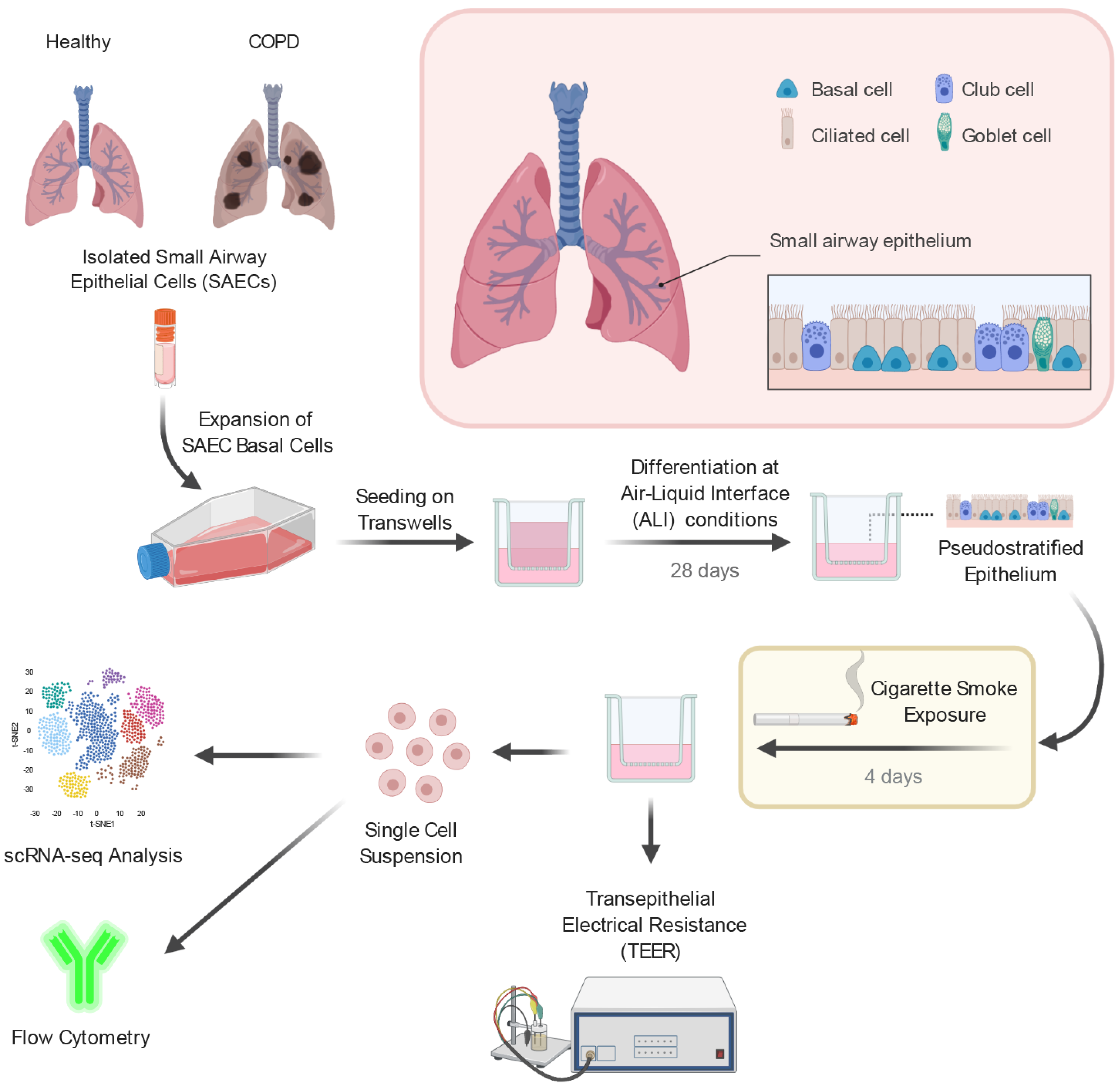 Ijms Free Full Text Cigarette Smoke Specifically Affects Small