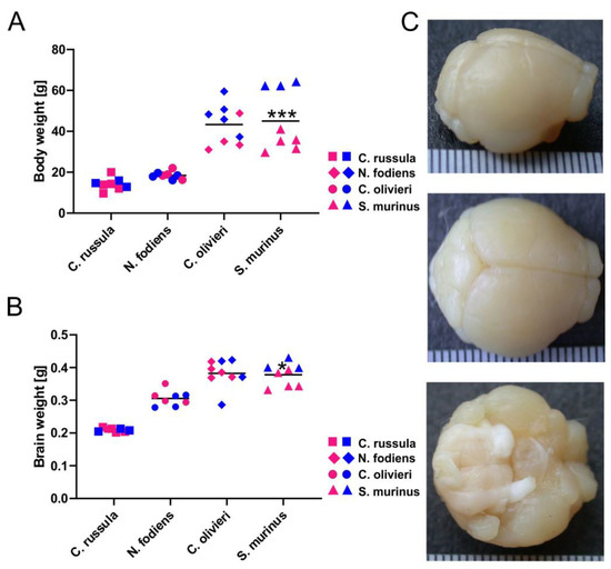 Effects of Brain Size on Adult Neurogenesis in Shrews