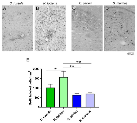 Effects of Brain Size on Adult Neurogenesis in Shrews