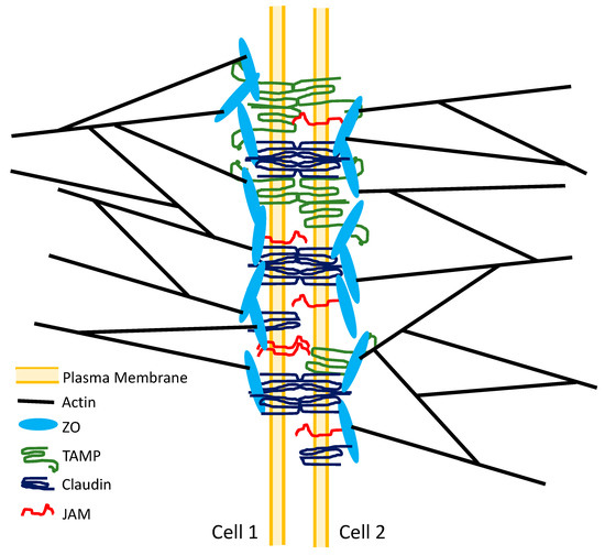 The Epithelial Cell Leak Pathway