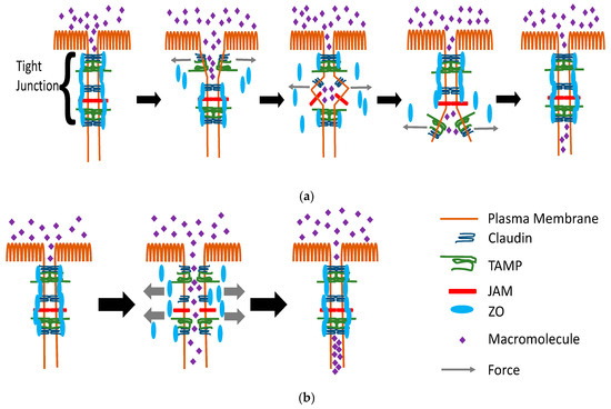 The Epithelial Cell Leak Pathway