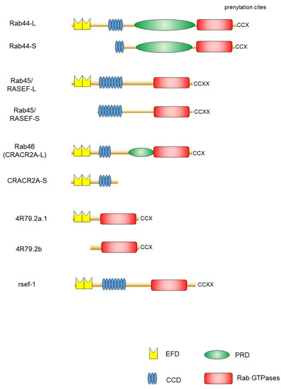 Large Rab GTPases: Novel Membrane Trafficking Regulators with a Calcium ...