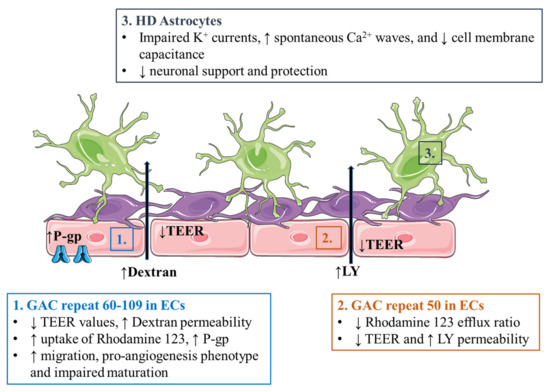 Blood–Brain Barrier and Neurodegenerative Diseases—Modeling with iPSC ...