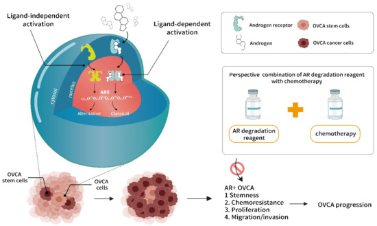 Androgen/Androgen Receptor Signaling in Ovarian Cancer: Molecular ...