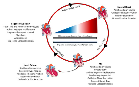 Cardiomyocyte Proliferation as a Source of New Myocyte Development in ...