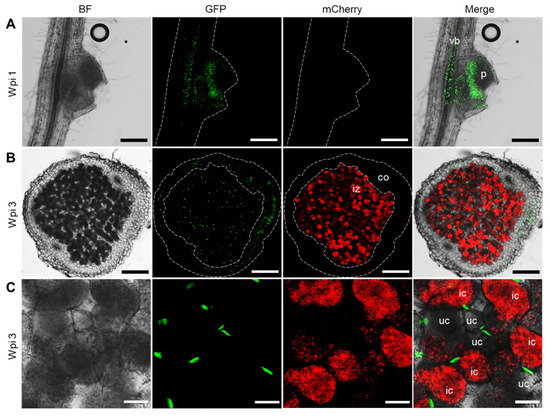 Molecular Characterization of Carbonic Anhydrase Genes in Lotus ...