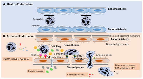 Emerging Approaches to Understanding Microvascular Endothelial ...