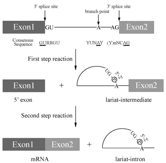 Mechanistic Insights of Aberrant Splicing with Splicing Factor ...