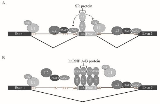 Mechanistic Insights of Aberrant Splicing with Splicing Factor ...