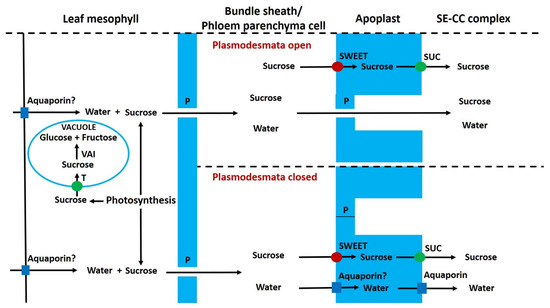 Sucrose Metabolism and Transport in Grapevines, with Emphasis on ...