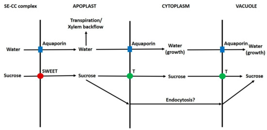 Sucrose Metabolism and Transport in Grapevines, with Emphasis on ...
