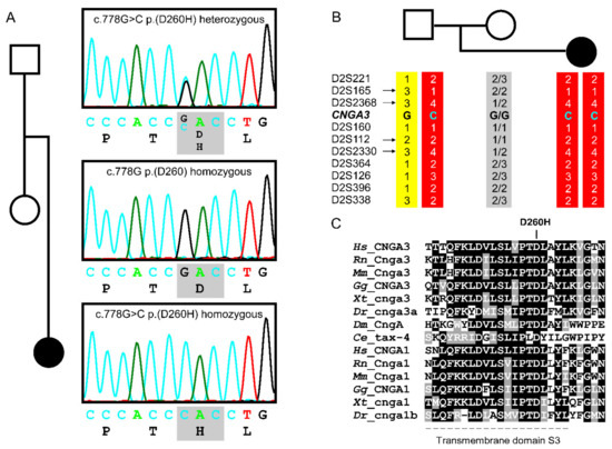 Paternal Uniparental Isodisomy of Chromosome 2 in a Patient with CNGA3 ...