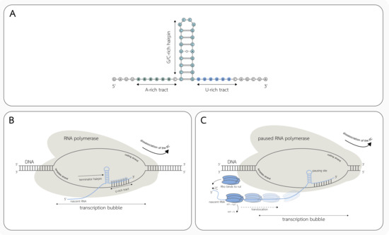 The Role of RNA Secondary Structure in Regulation of Gene Expression in ...