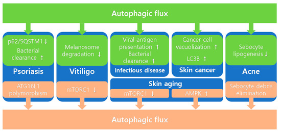 Potential Therapeutic Approaches through Modulating the Autophagy ...
