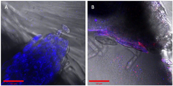 Microfabrication of a Chamber for High-Resolution, In Situ Imaging of ...