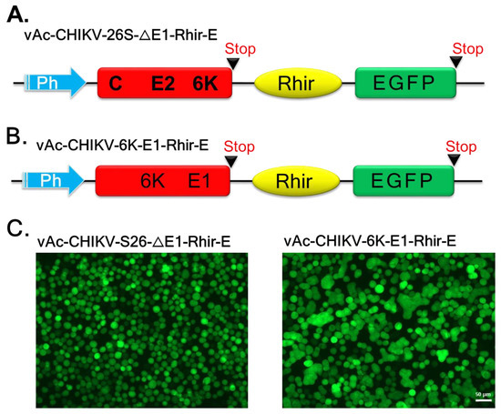 Recombinant Baculovirus: A Flexible Drug Screening Platform for ...