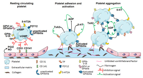 Platelet Innate Immune Receptors and TLRs: A Double-Edged Sword