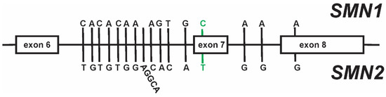 Genomic Variability in the Survival Motor Neuron Genes (SMN1 and SMN2): Implications for Spinal ...