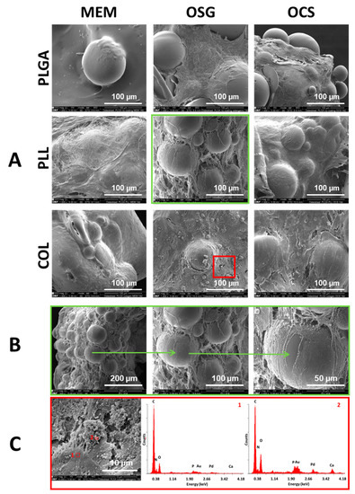 Polymeric Microspheres/Cells/Extracellular Matrix Constructs Produced ...