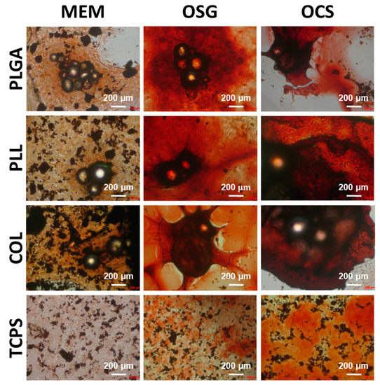 Polymeric Microspheres/Cells/Extracellular Matrix Constructs Produced ...