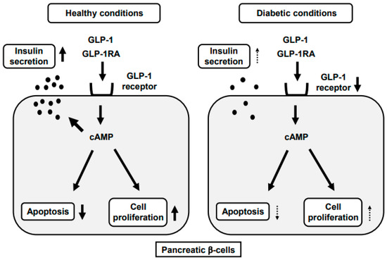 Favorable Effects of GLP-1 Receptor Agonist against Pancreatic β-Cell ...