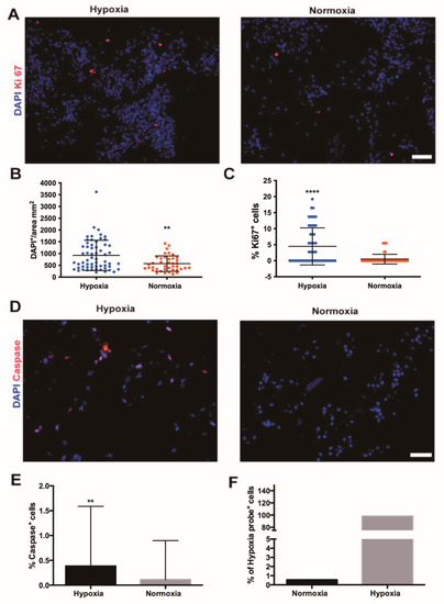 Long-Term Severe In Vitro Hypoxia Exposure Enhances the Vascularization ...