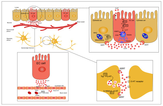 The Mechanism of Secretion and Metabolism of Gut-Derived 5 ...
