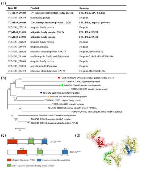 Toxoplasma gondii UBL-UBA Shuttle Protein DSK2s Are Important for ...