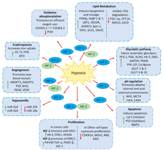 Impact of Hypoxia over Human Viral Infections and Key Cellular Processes