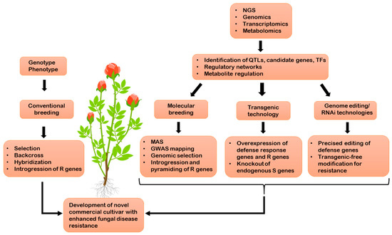 Recent Progress in Enhancing Fungal Disease Resistance in Ornamental Plants