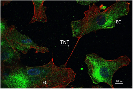 Secretome and Tunneling Nanotubes: A Multilevel Network for Long Range ...